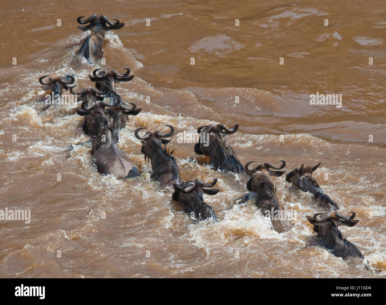 Wildebeests are crossing Mara river. Great Migration. Kenya. Tanzania ...