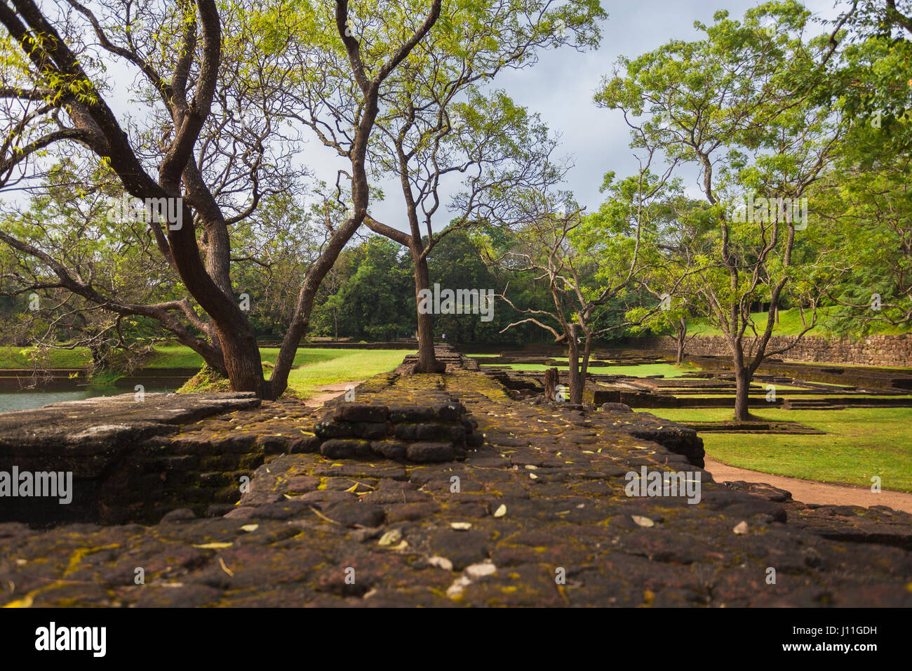 Green paradise in Sri Lanka, country side with trees, plants and ...