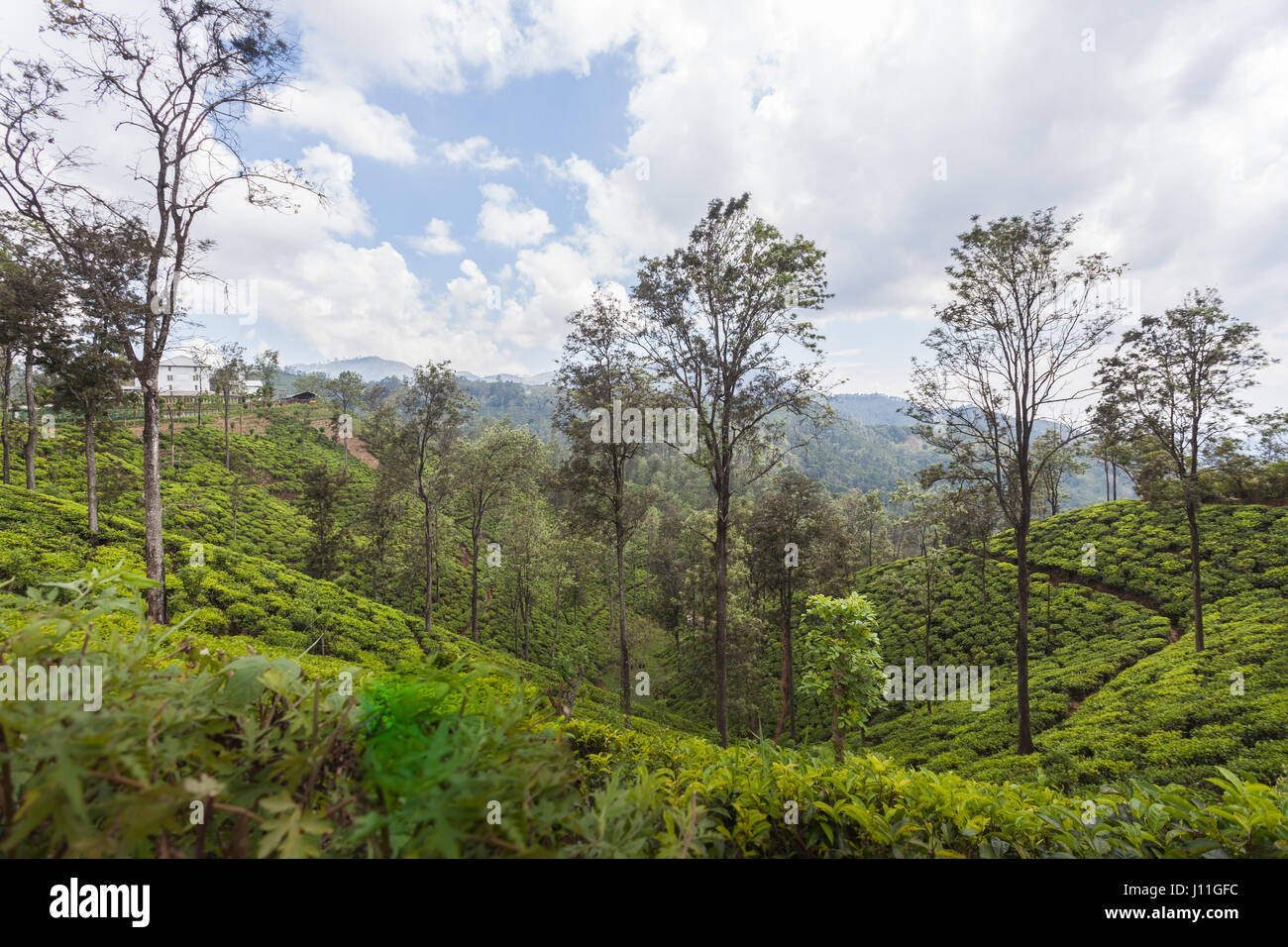 Green paradise in Sri Lanka, country side with trees, plants and ...