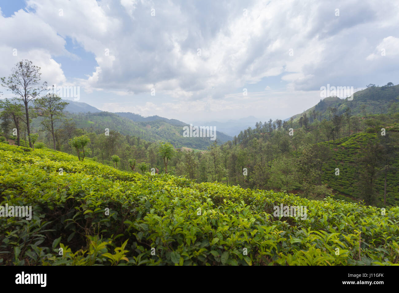Green paradise in Sri Lanka, country side with trees, plants and ...