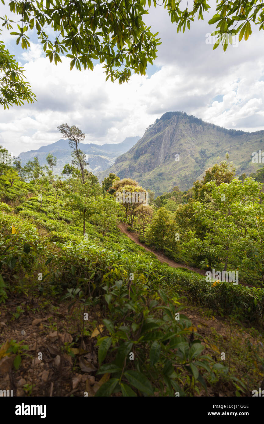 Green paradise in Sri Lanka, country side with trees, plants and ...