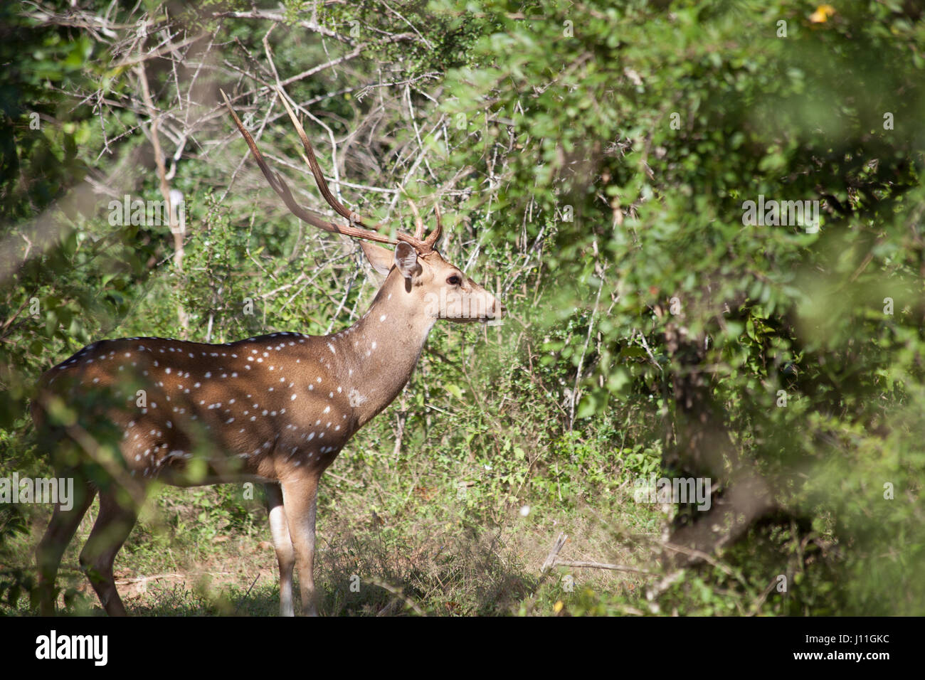 sri lanka national park wildlife and animal Stock Photo - Alamy