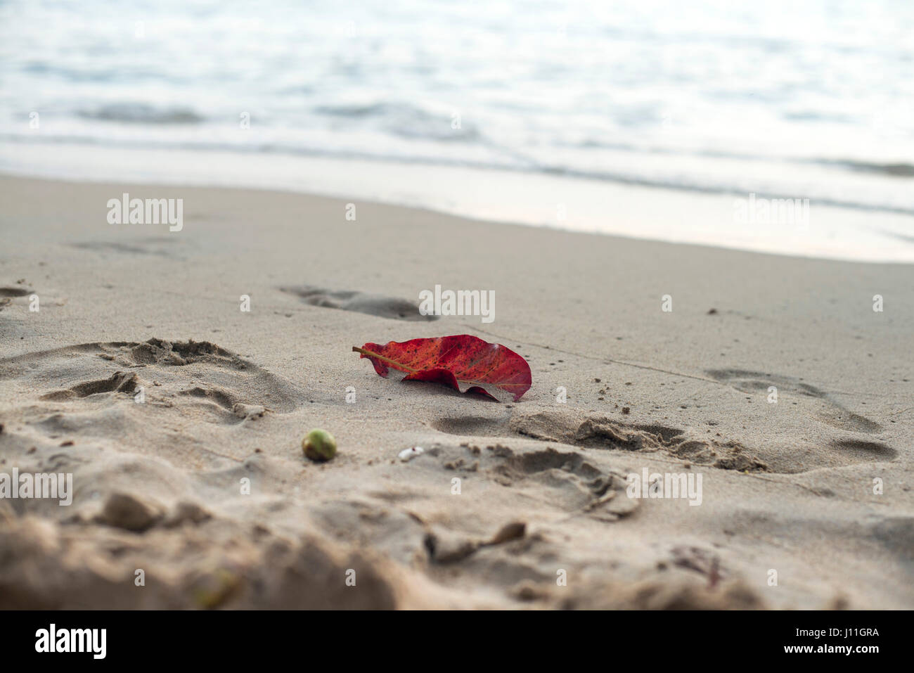 Red leaf beach hi-res stock photography and images - Alamy