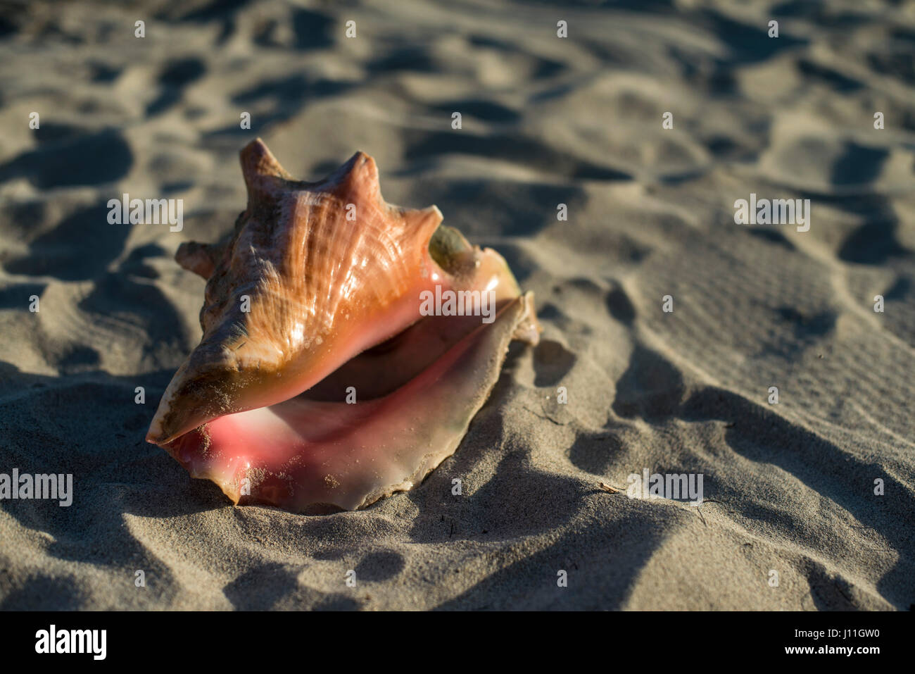 Edible species sea snail hi-res stock photography and images - Alamy