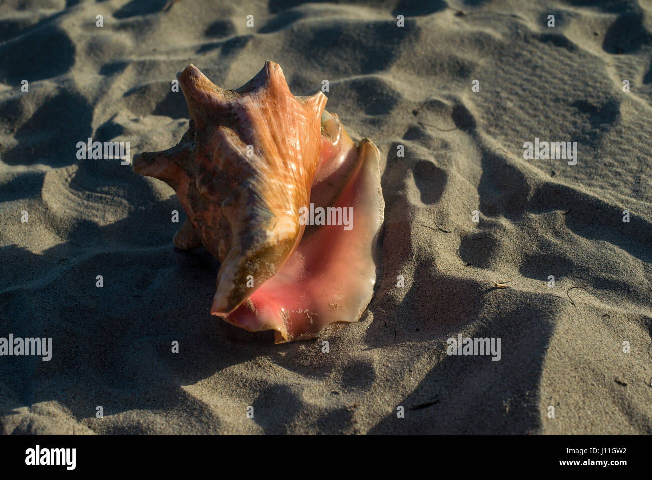 Edible species sea snail hi-res stock photography and images - Alamy