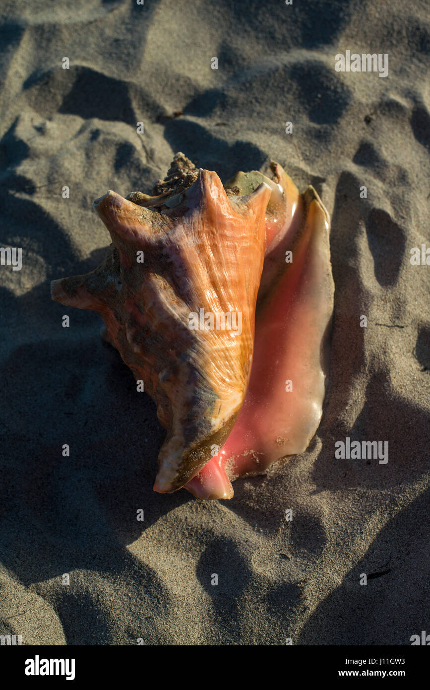 Shell tropical hi-res stock photography and images - Alamy
