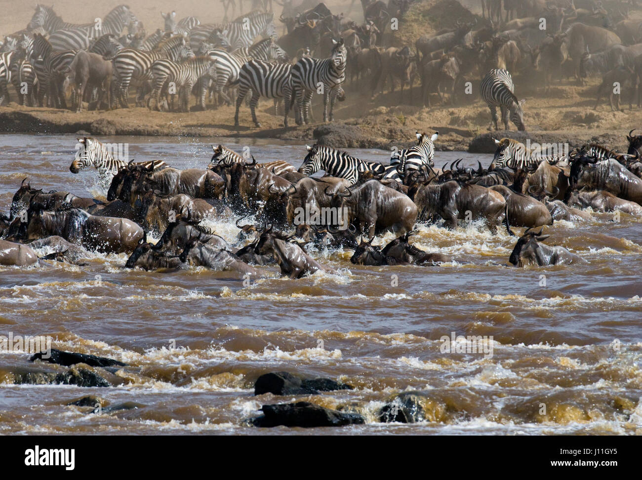 Wildebeests are crossing Mara river. Great Migration. Kenya. Tanzania ...