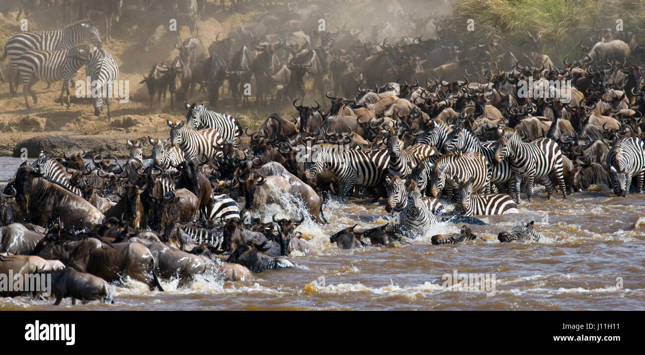 Wildebeests are crossing Mara river. Great Migration. Kenya. Tanzania ...