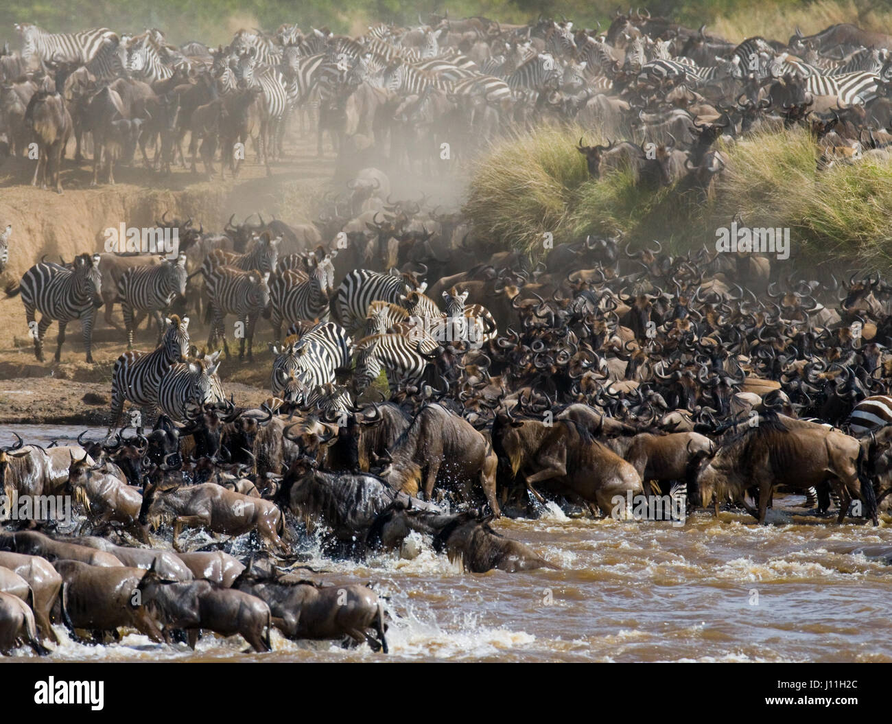 Wildebeests are crossing Mara river. Great Migration. Kenya. Tanzania ...