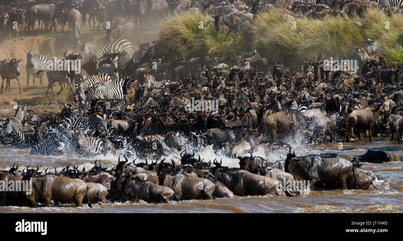 Wildebeests are crossing Mara river. Great Migration. Kenya. Tanzania ...