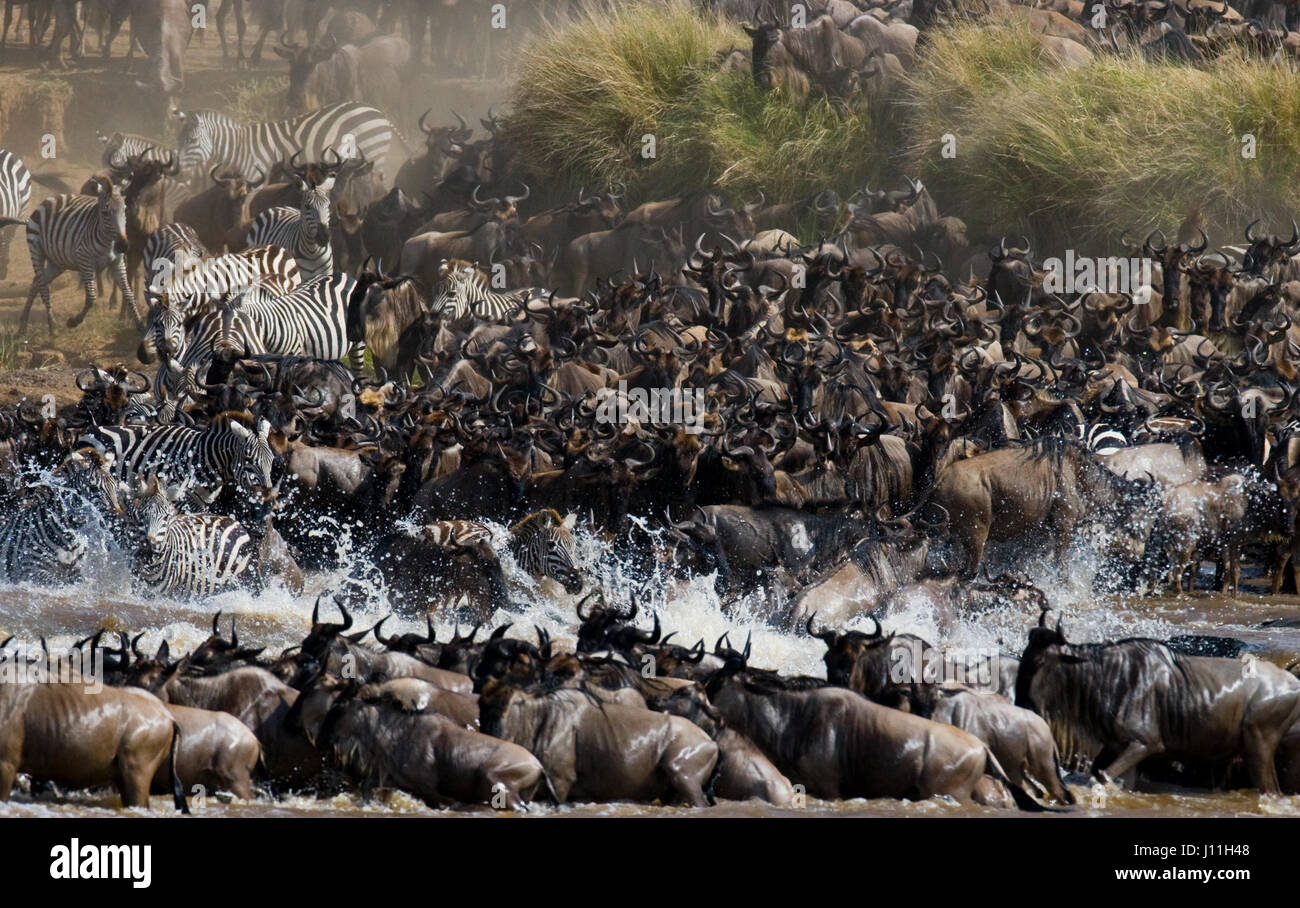 Wildebeests are crossing Mara river. Great Migration. Kenya. Tanzania ...