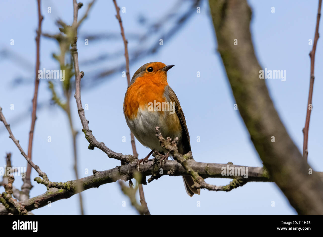 Garden robin tree hi-res stock photography and images - Alamy
