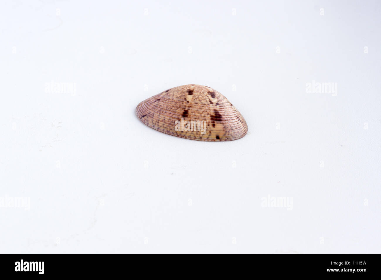 Beautiful sea shell Chione paphia on a white background Stock Photo - Alamy