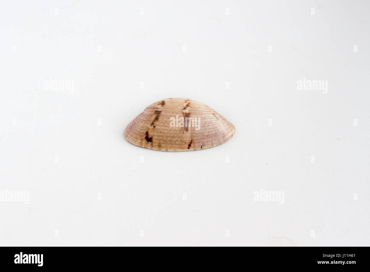 Beautiful sea shell Chione paphia on a white background Stock Photo - Alamy