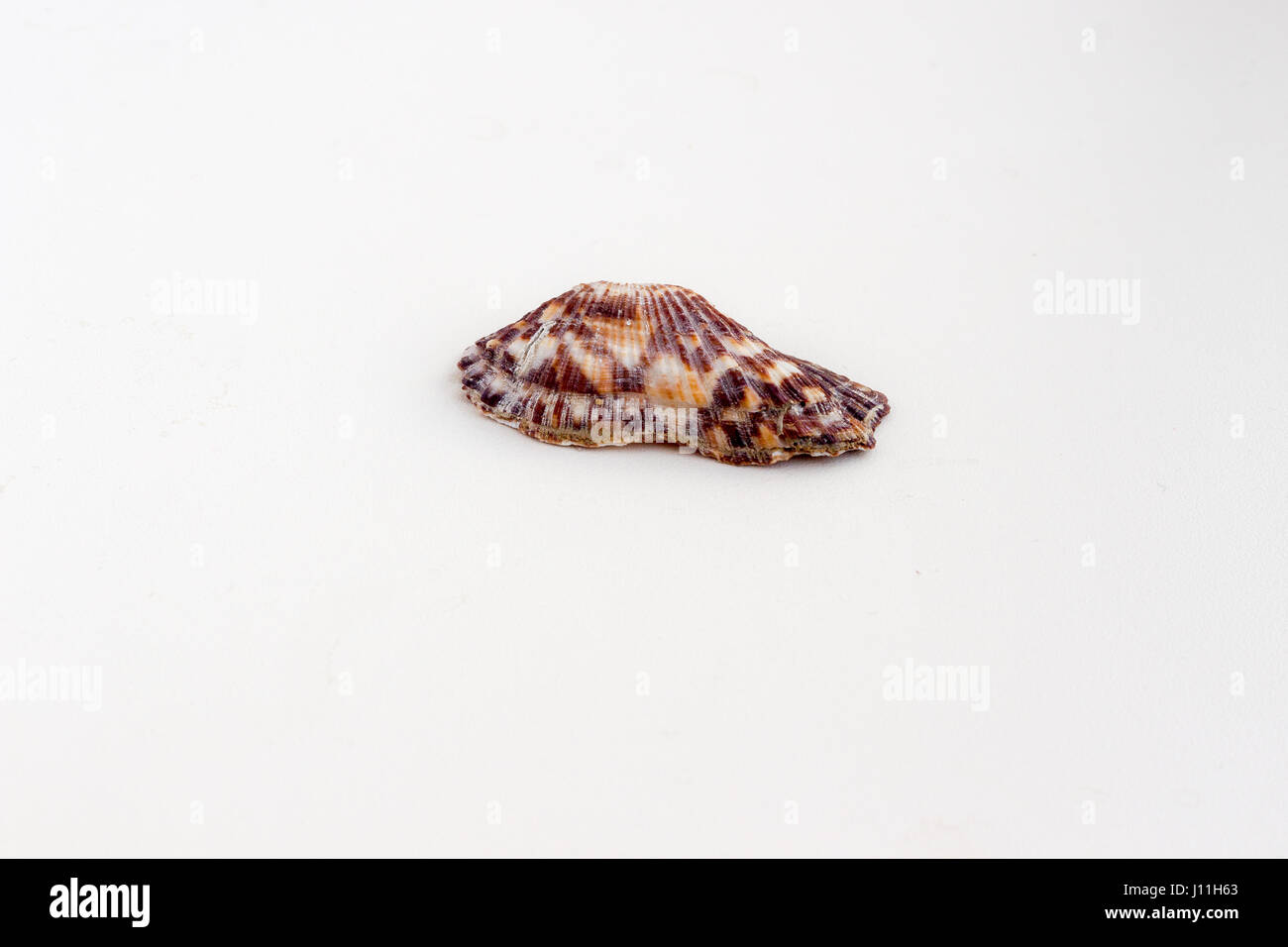 Beautiful sea shell Arca zebra on a white background Stock Photo - Alamy