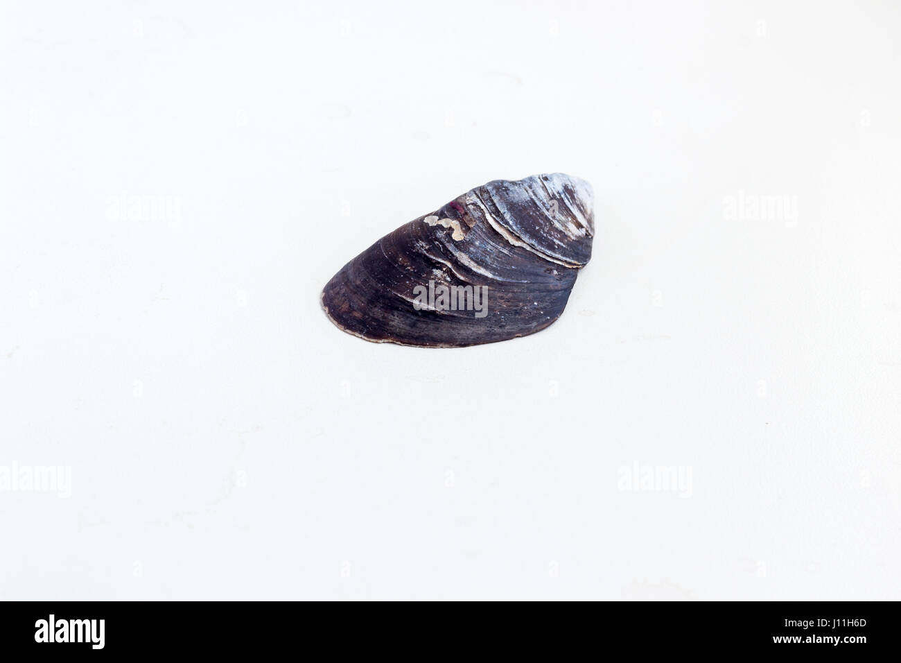 Beautiful sea shell Arca zebra on a white background Stock Photo - Alamy