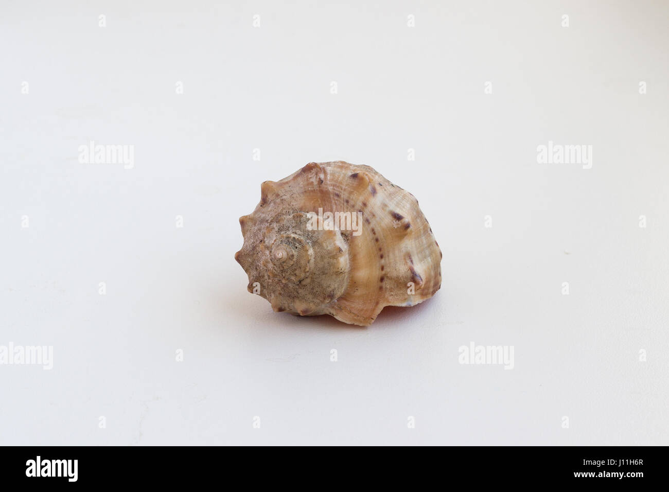 Beautiful sea shell on a white background Stock Photo - Alamy