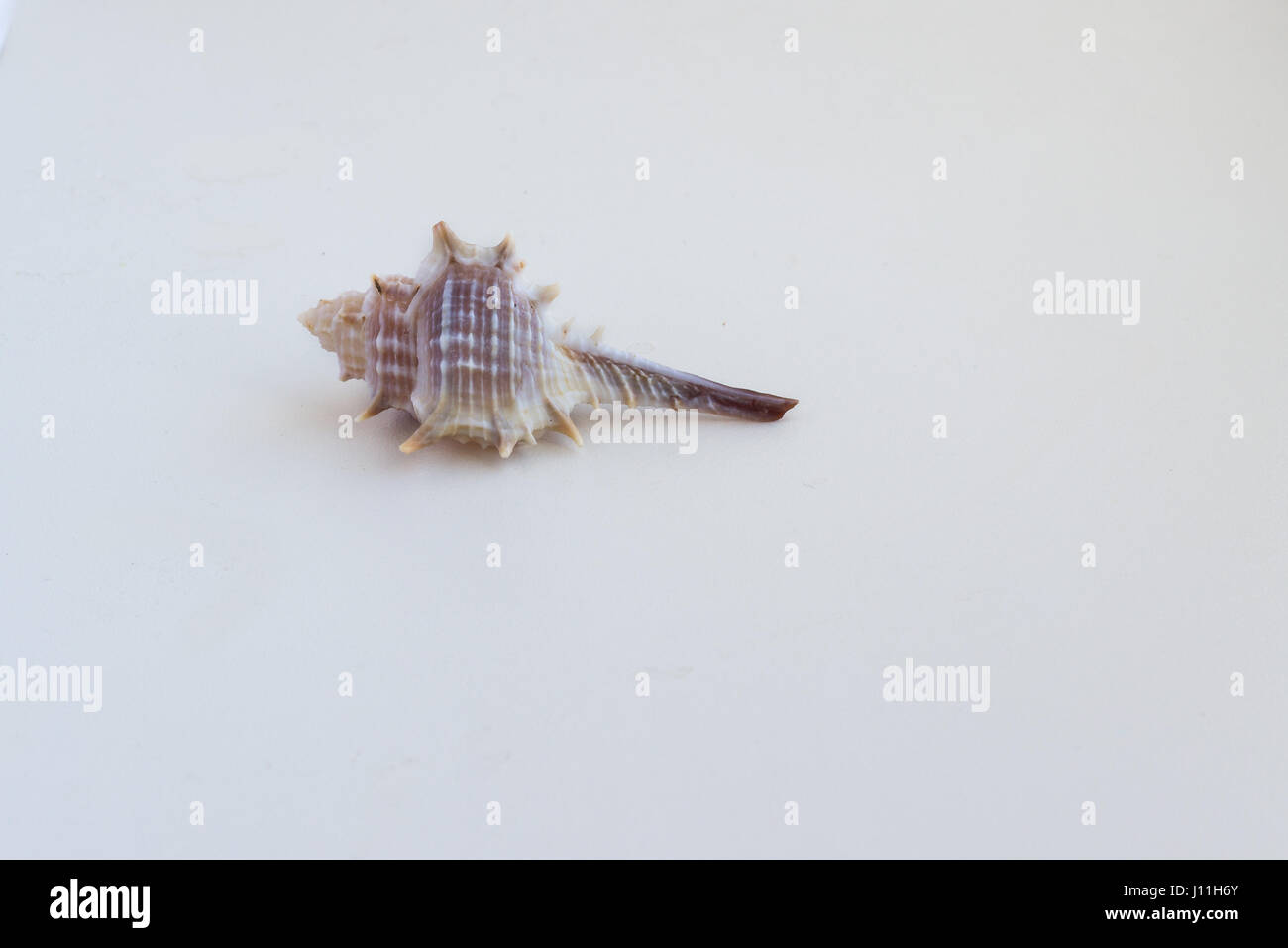 Murex elenensis hi-res stock photography and images - Alamy