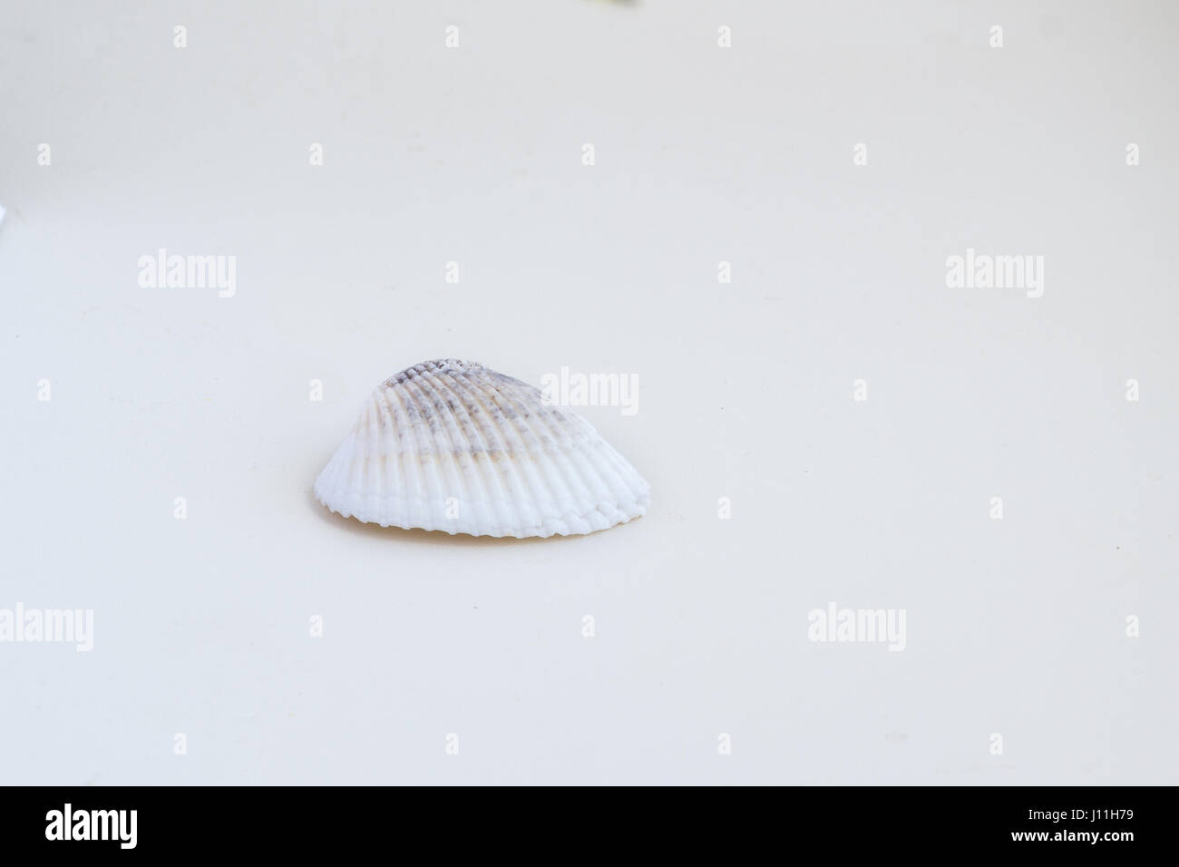 Beautiful sea shell Chione paphia on a white background Stock Photo - Alamy