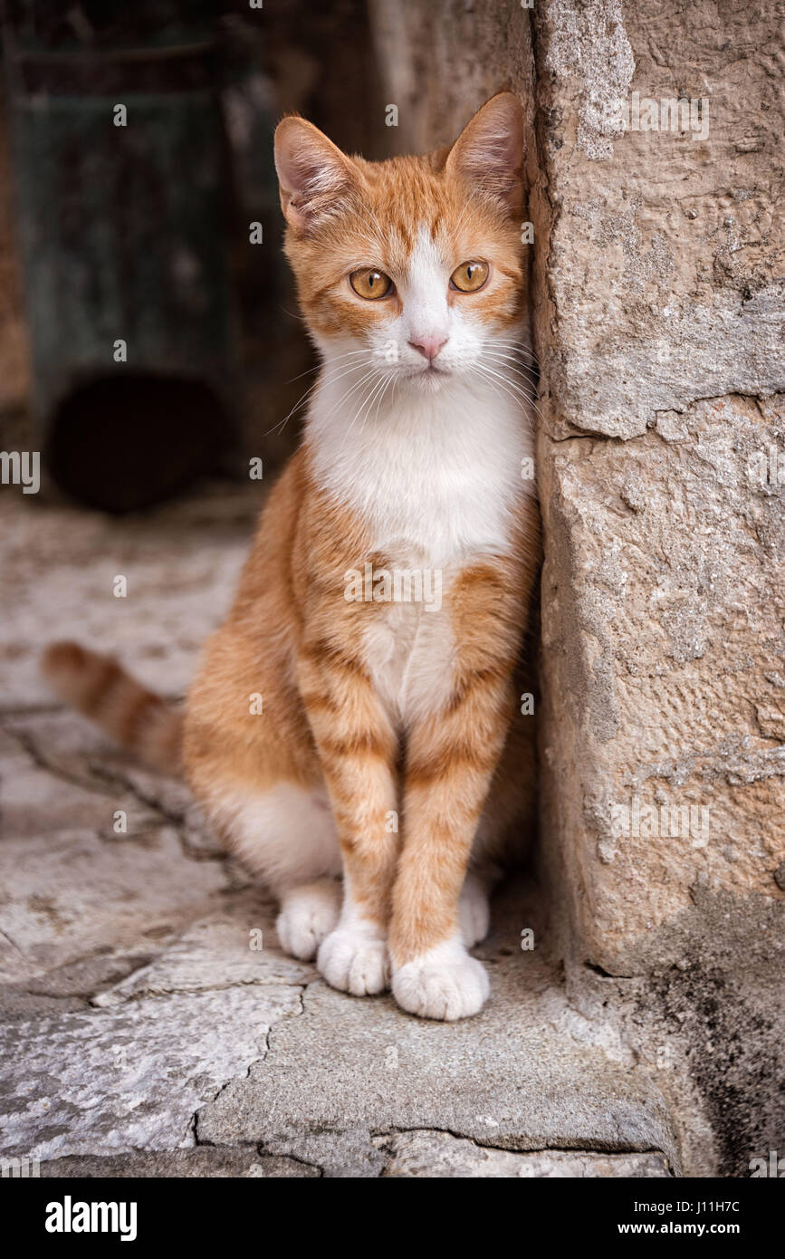 Nose And Eye Level High Resolution Stock Photography and Images - Alamy