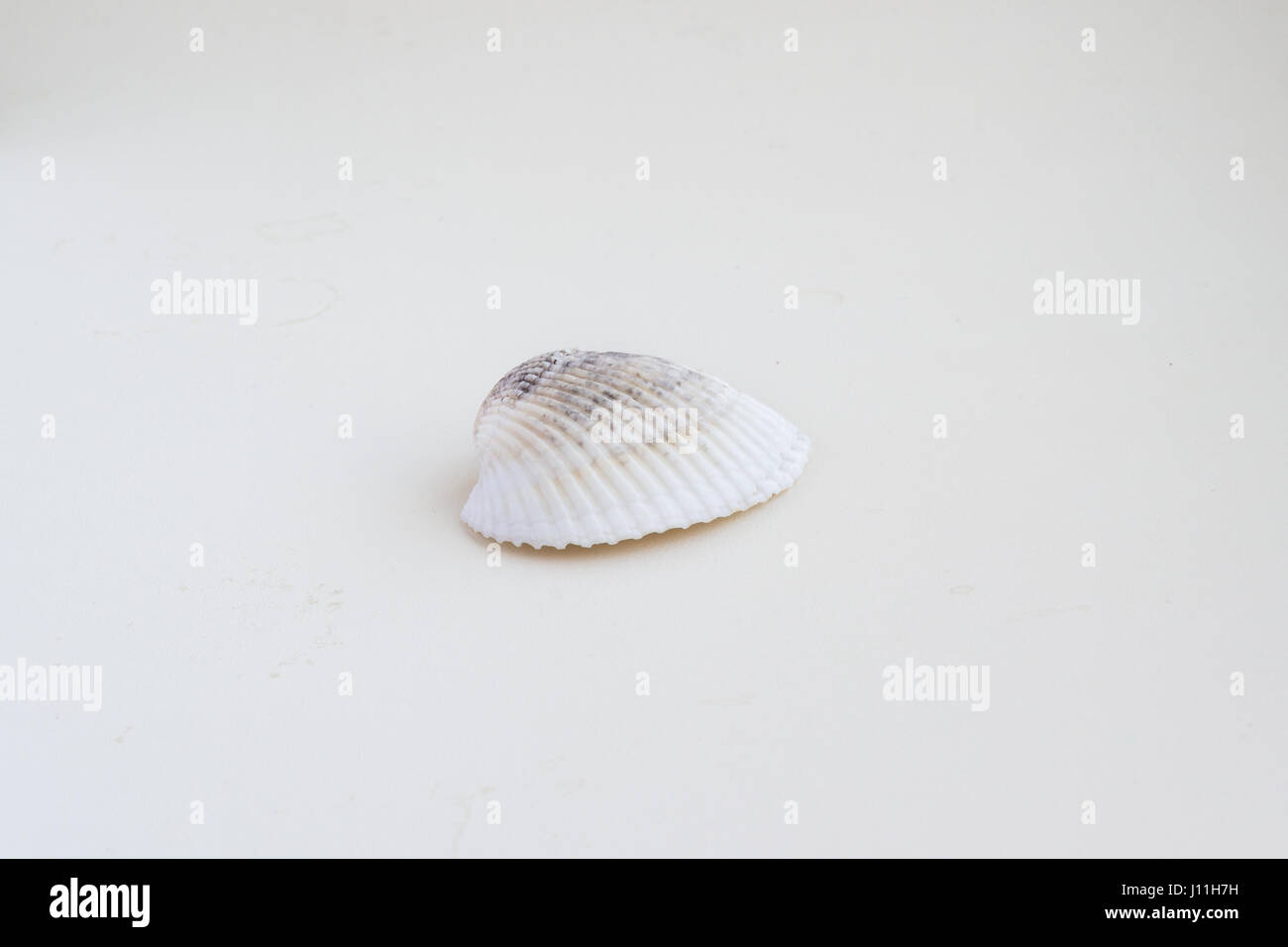 Beautiful sea shell Chione paphia on a white background Stock Photo - Alamy