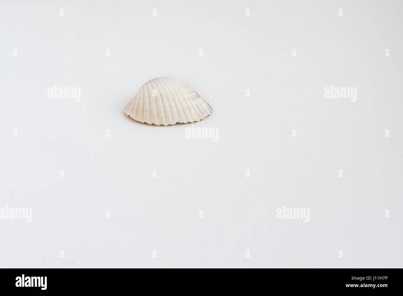 Beautiful sea shell Chione paphia on a white background Stock Photo - Alamy