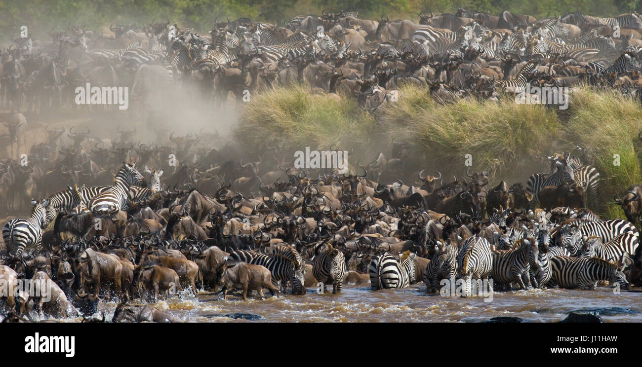 Wildebeests are crossing Mara river. Great Migration. Kenya. Tanzania ...