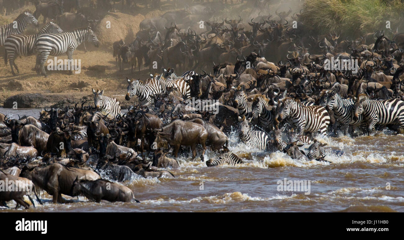 Wildebeests are crossing Mara river. Great Migration. Kenya. Tanzania ...