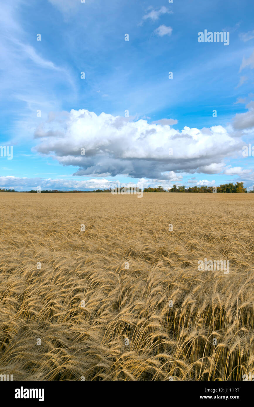 Alberta farmers hi-res stock photography and images - Alamy