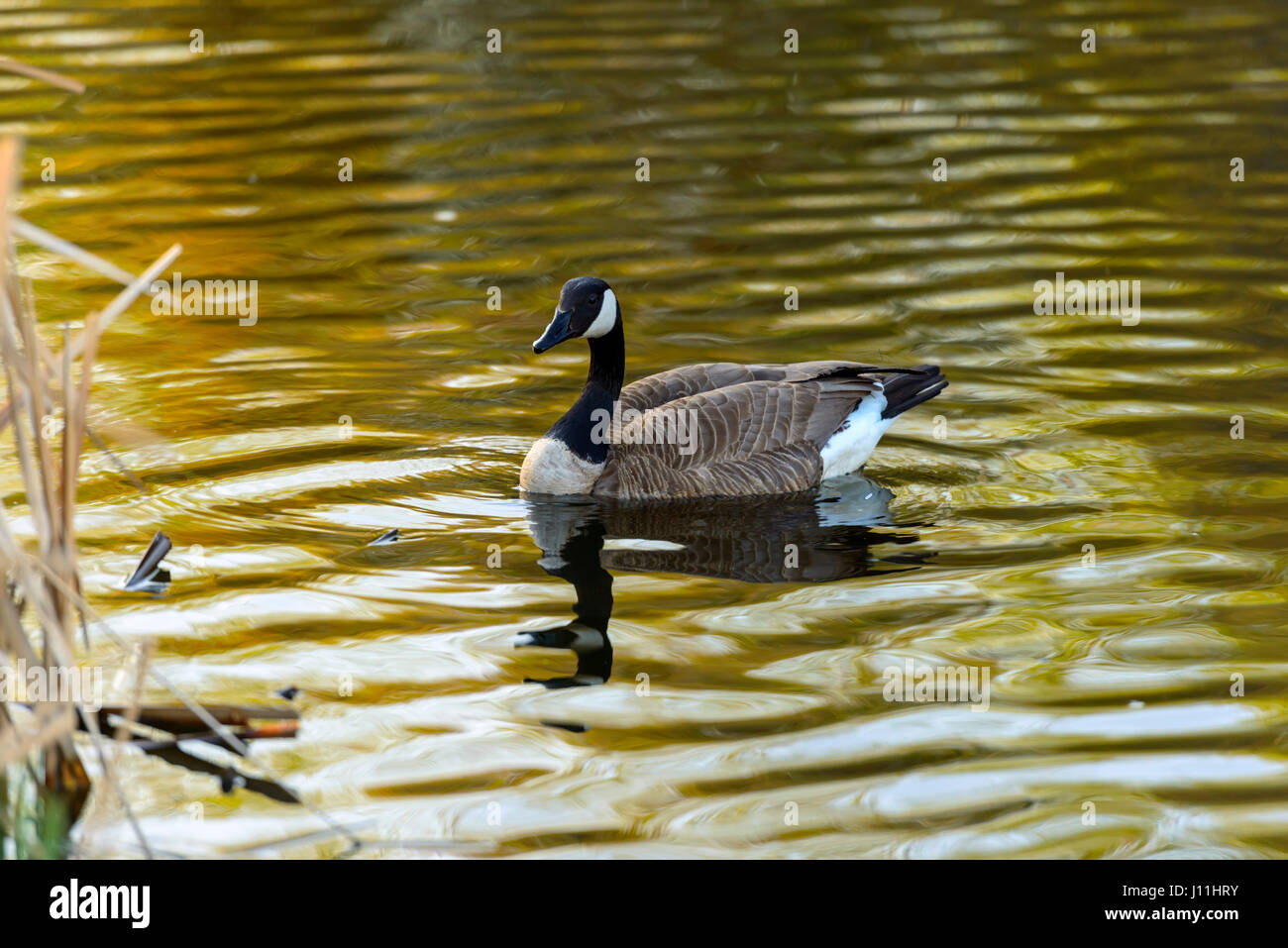 Canadian wildlife full body daytime hi-res stock photography and images ...