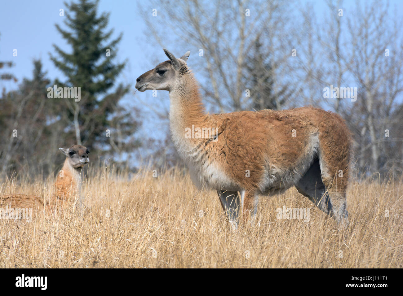 Guanaco at Edmonton Valley Zoo Stock Photo - Alamy