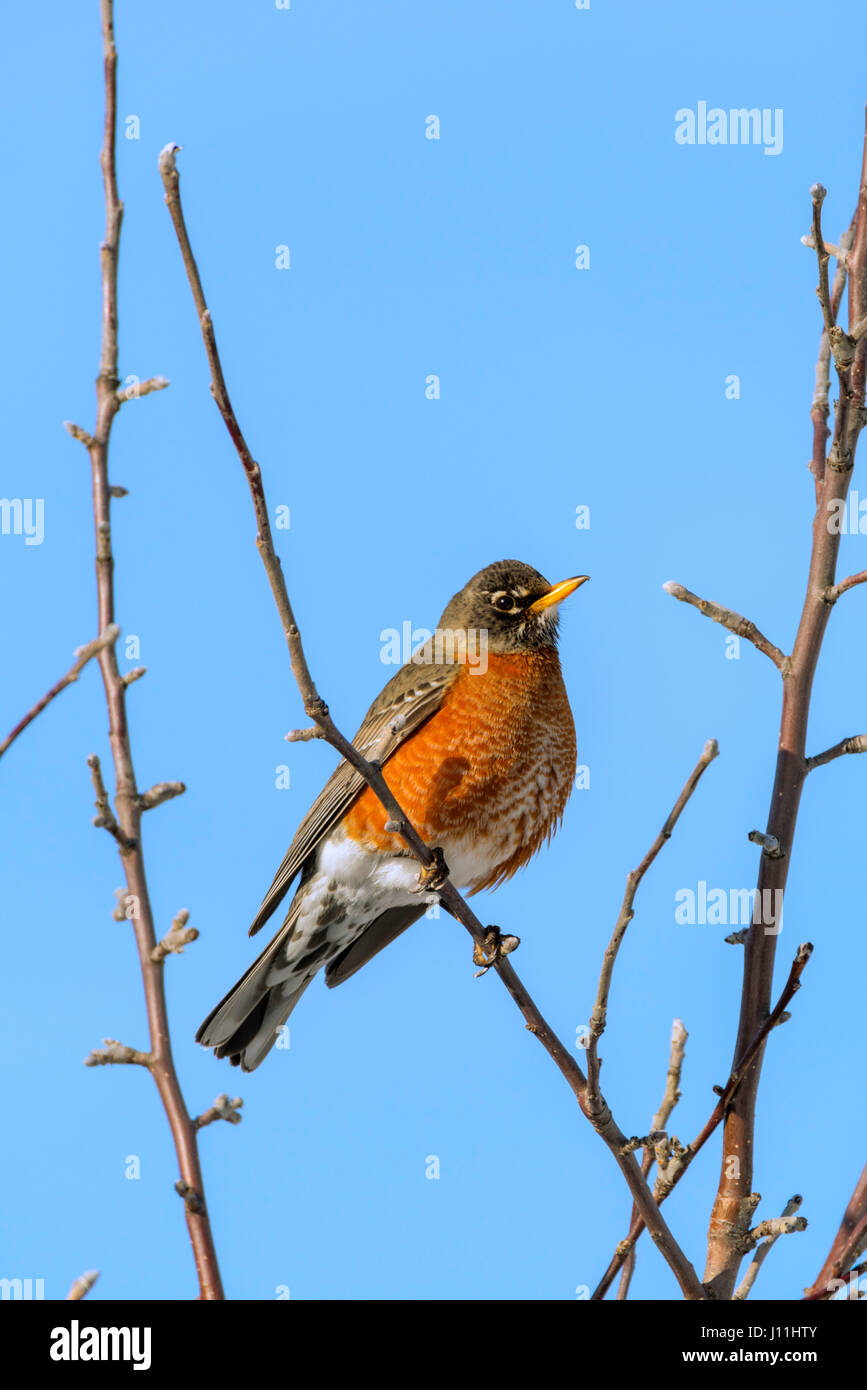 Robin pose hi-res stock photography and images - Alamy