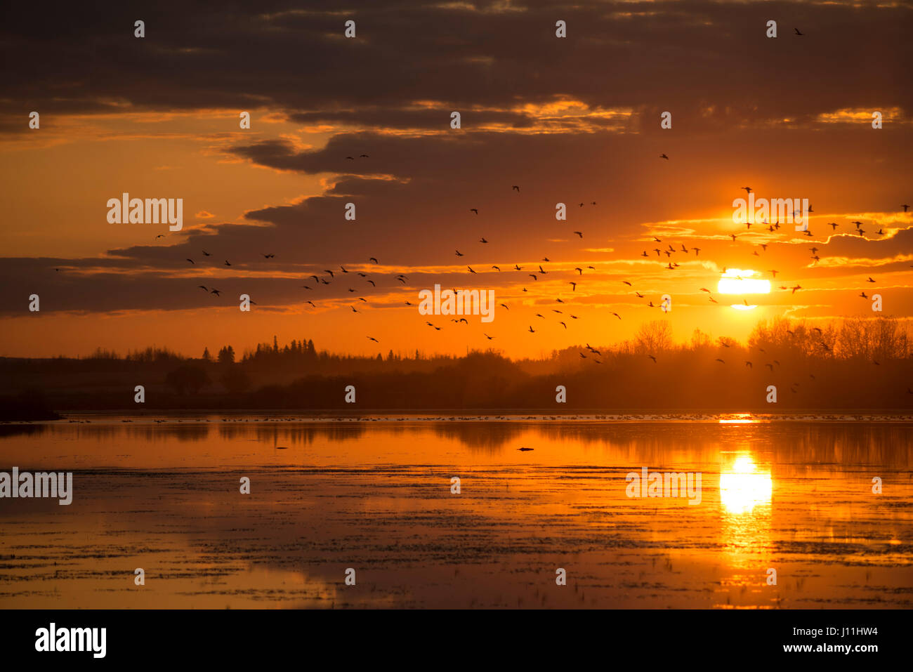 Flying geese sunset hi-res stock photography and images - Alamy
