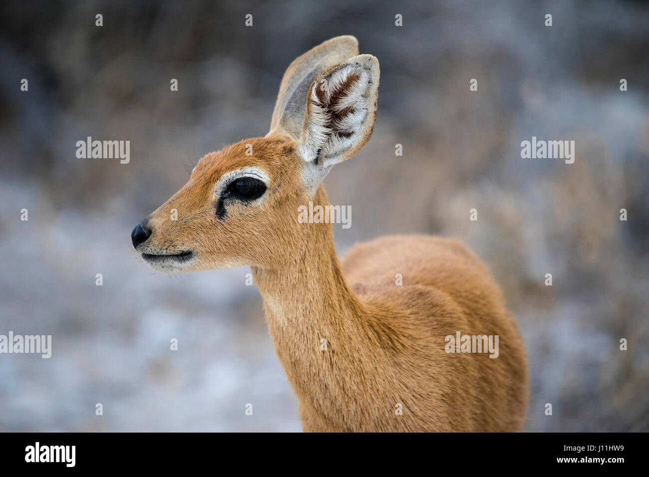 Steinbuck, Steenbok, Raphicerus campestris, Etosha National Park ...