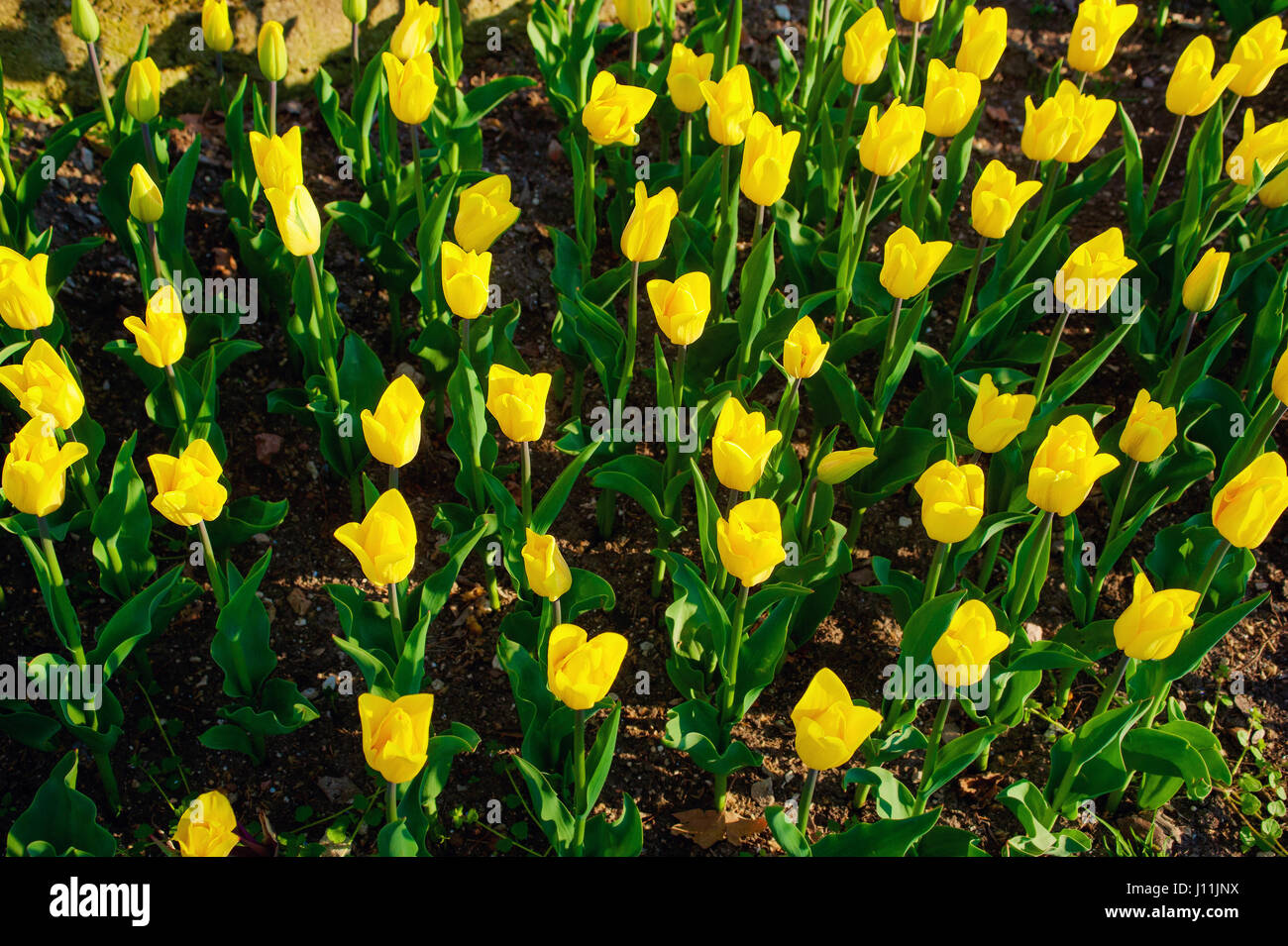 Spring background with beautiful yellow tulips Stock Photo - Alamy
