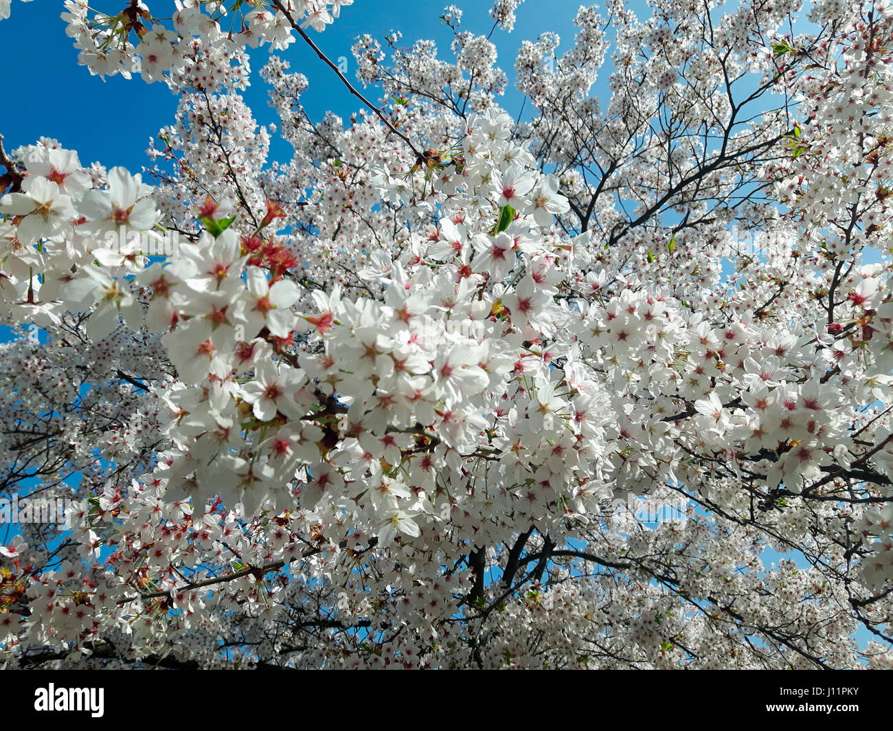 Cherry Blossom at spring Stock Photo - Alamy