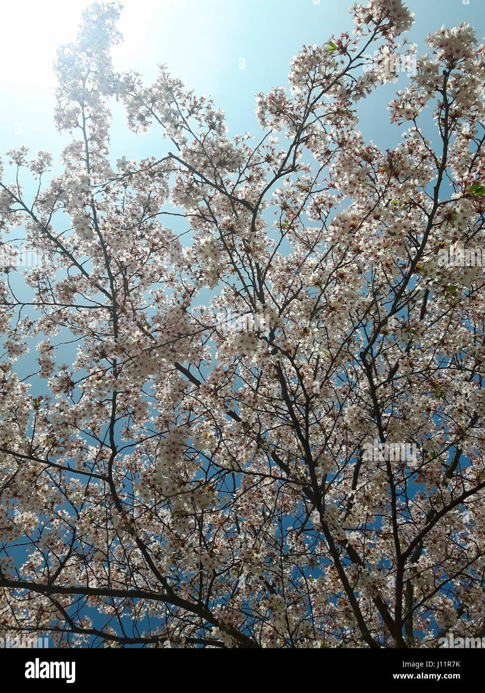 Cherry Blossom at spring Stock Photo - Alamy