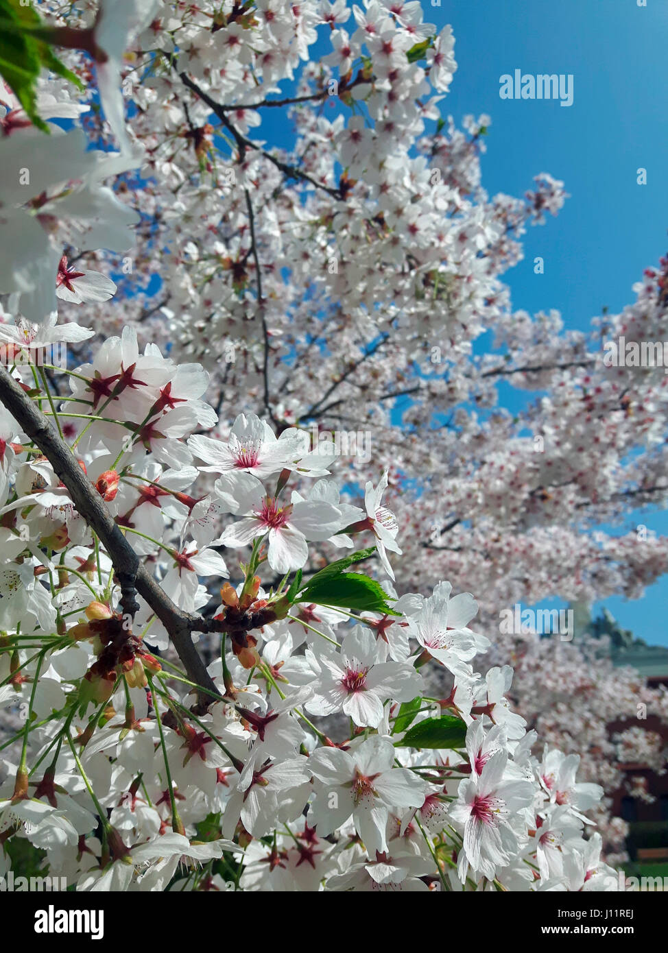 Cherry Blossom at spring Stock Photo - Alamy