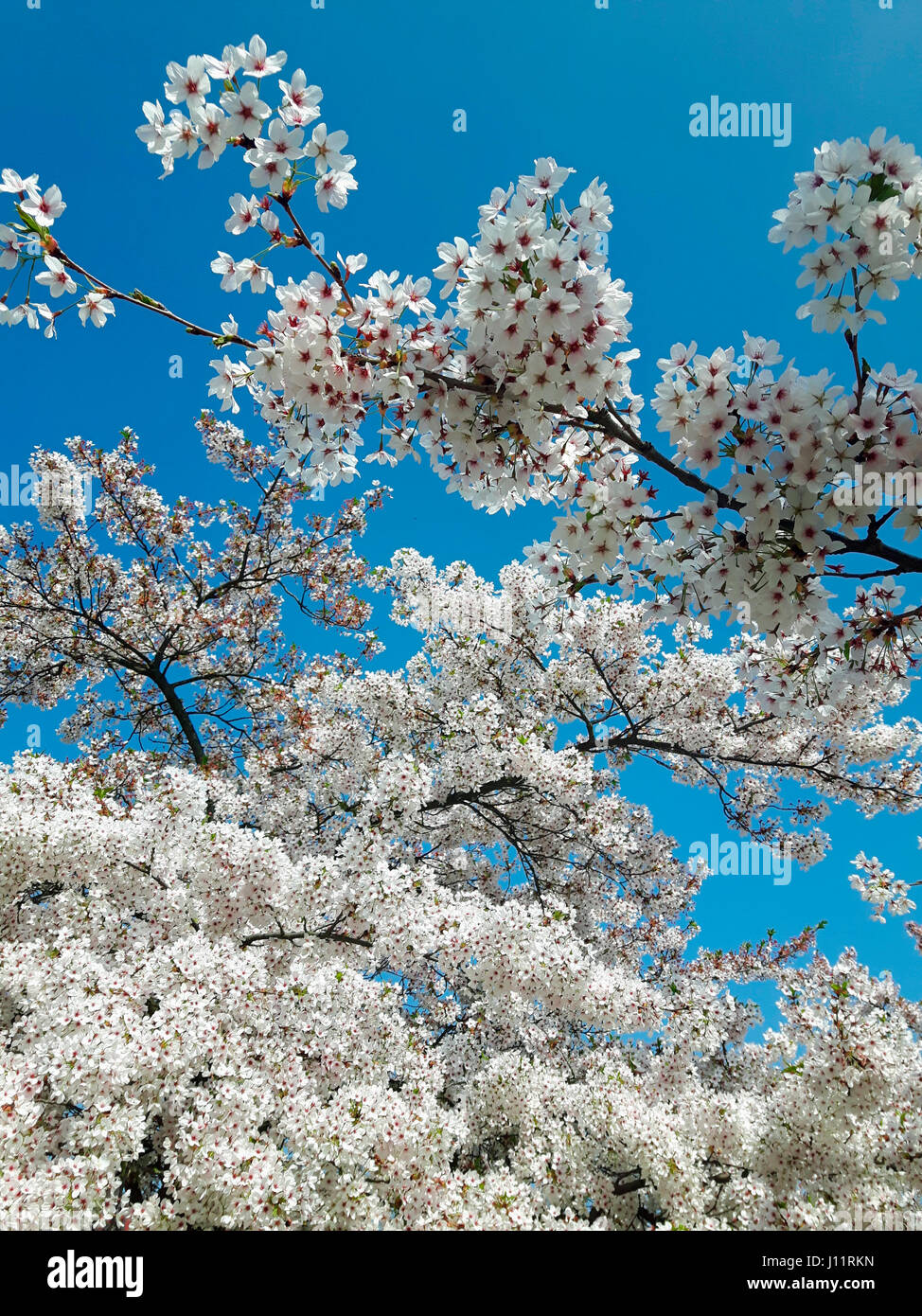 Cherry Blossom at spring Stock Photo - Alamy