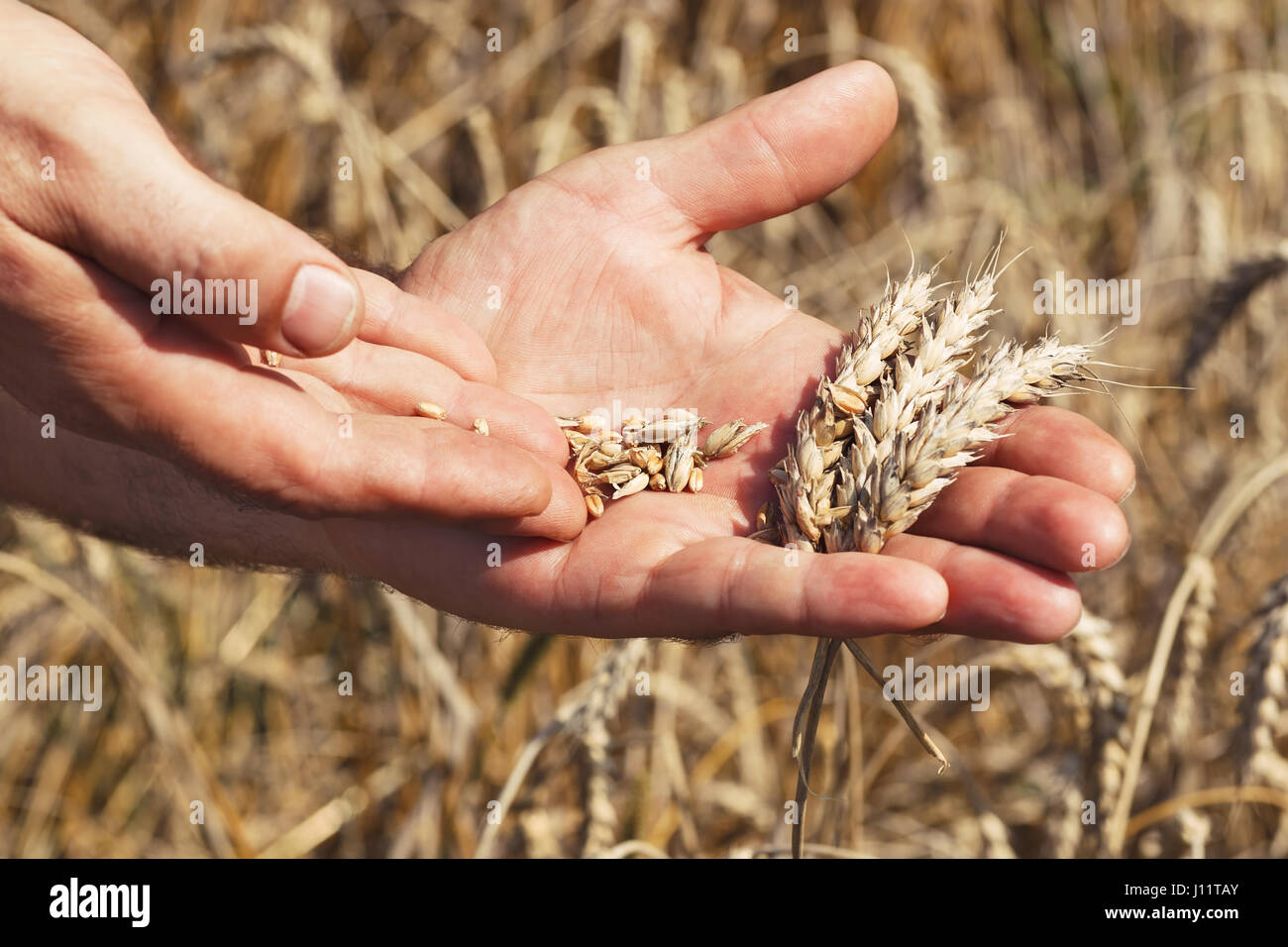 Human hand holding wheat grains hi-res stock photography and images - Alamy