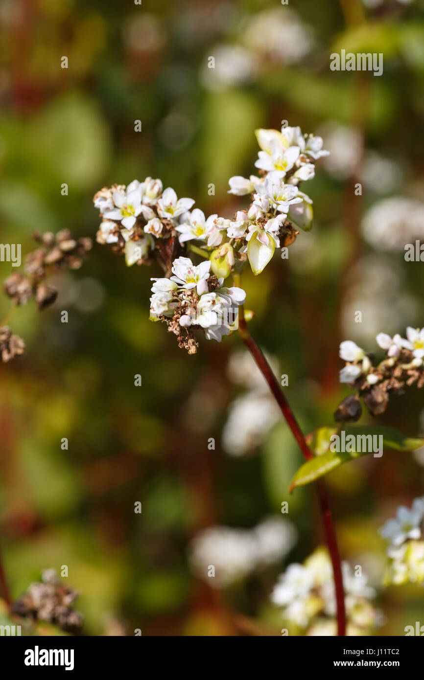 flowers of buckwheat with selective focus. Buckwheat blooming plants ...