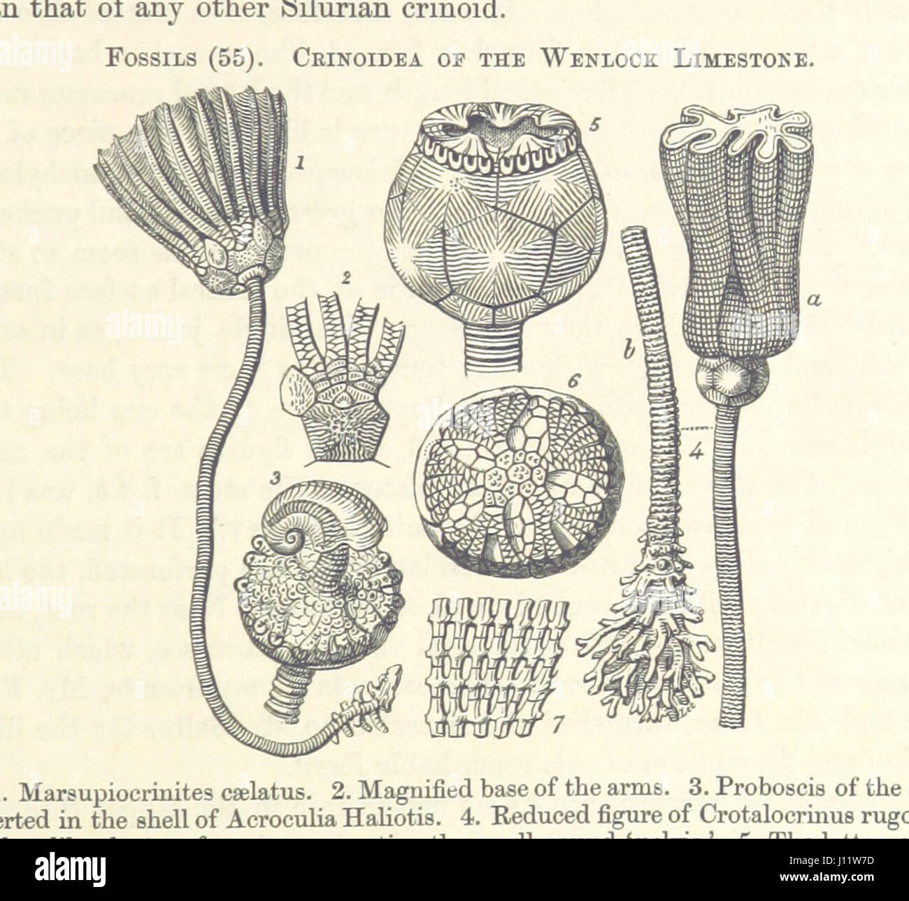 [Siluria. The history of the oldest known rocks containing organic ...
