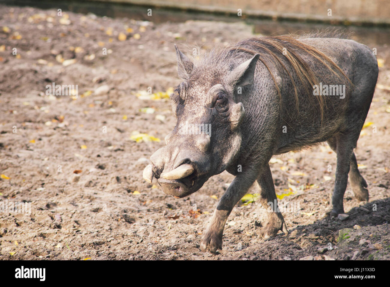 African wild warthog walking on sand by sunny day Stock Photo - Alamy