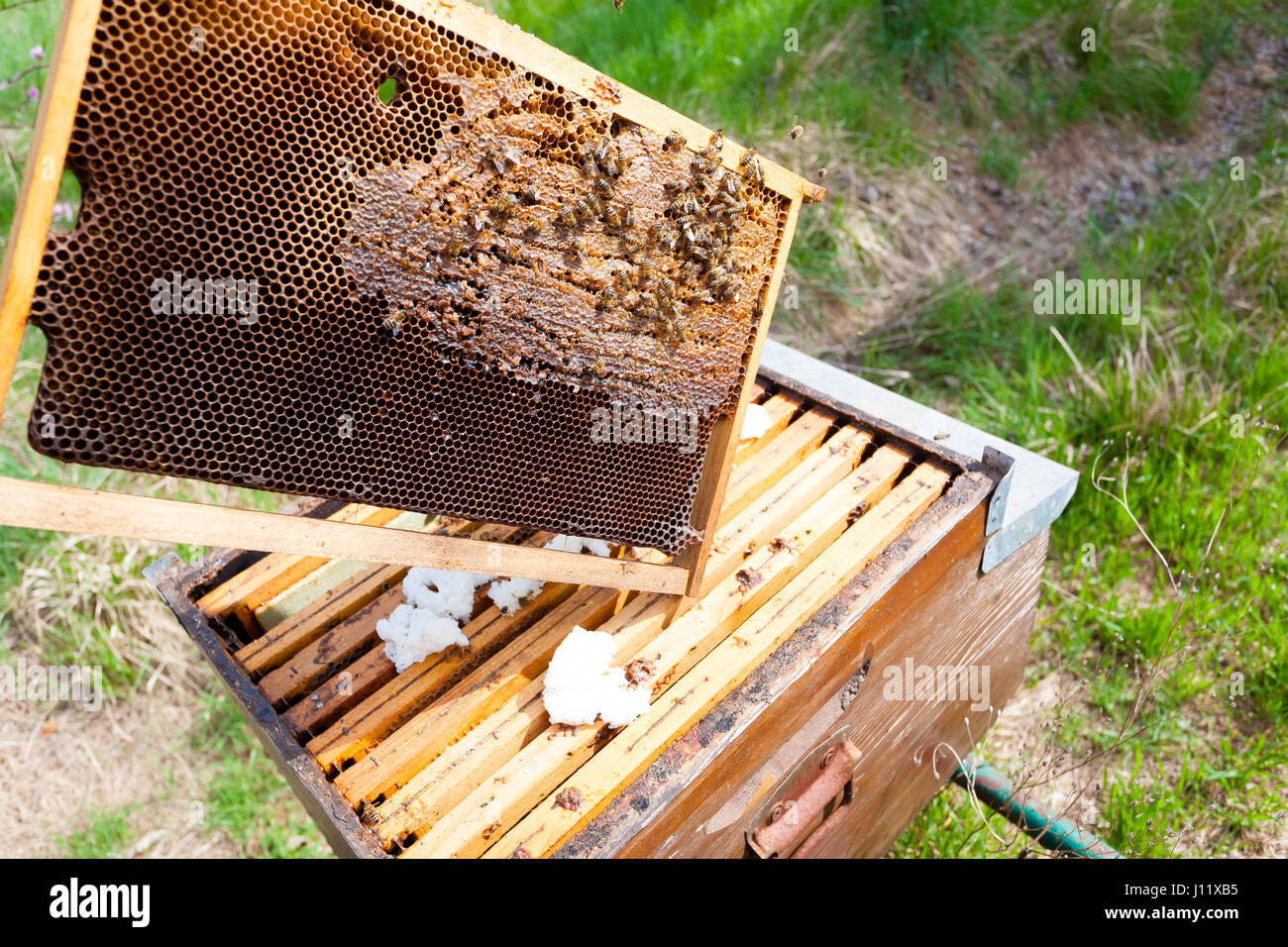 Open hive detail. Beekeeping, agriculture, rural life Stock Photo - Alamy