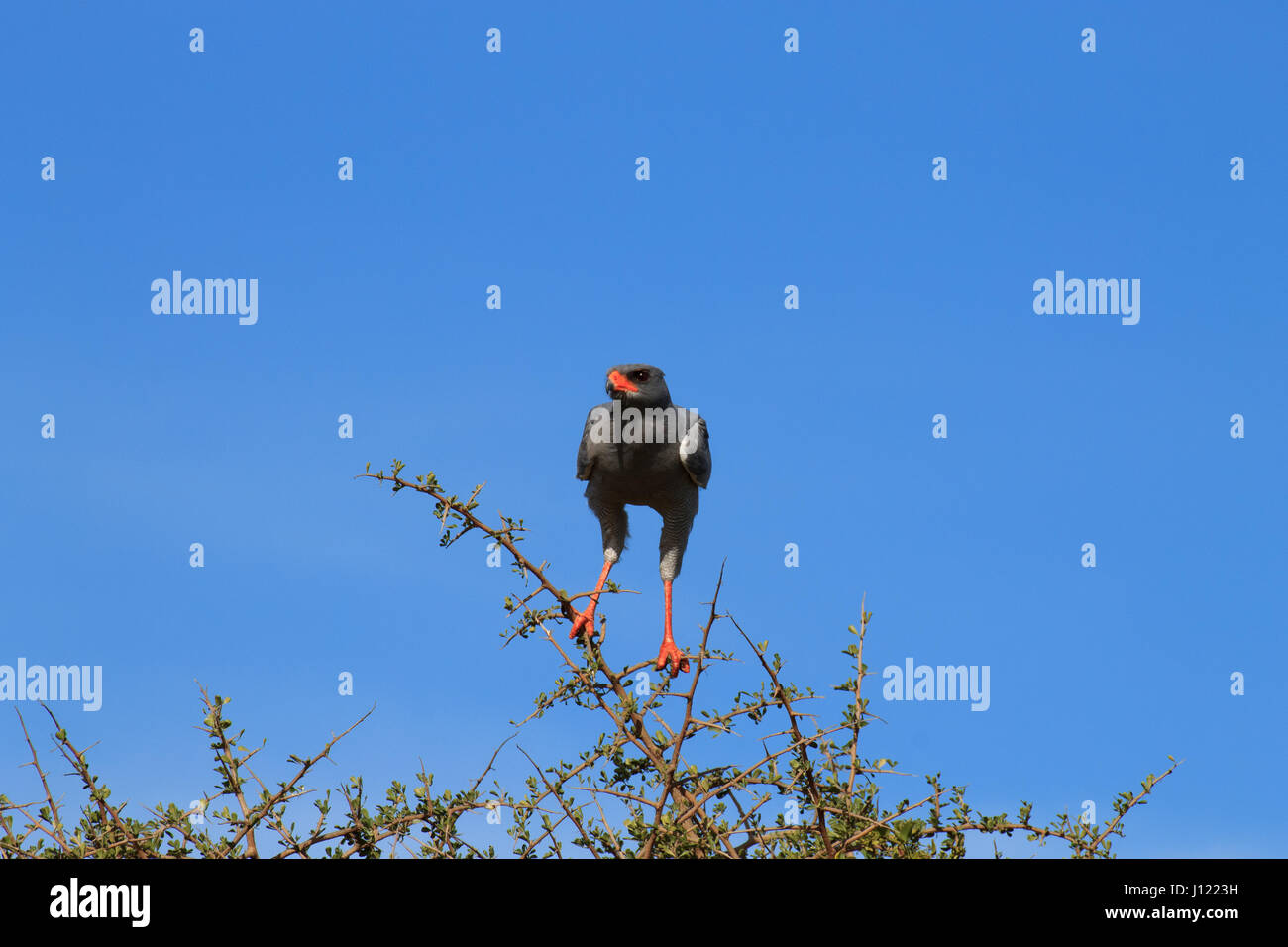 South african bird. Pale chanting goshawk from Addo Elephant National ...