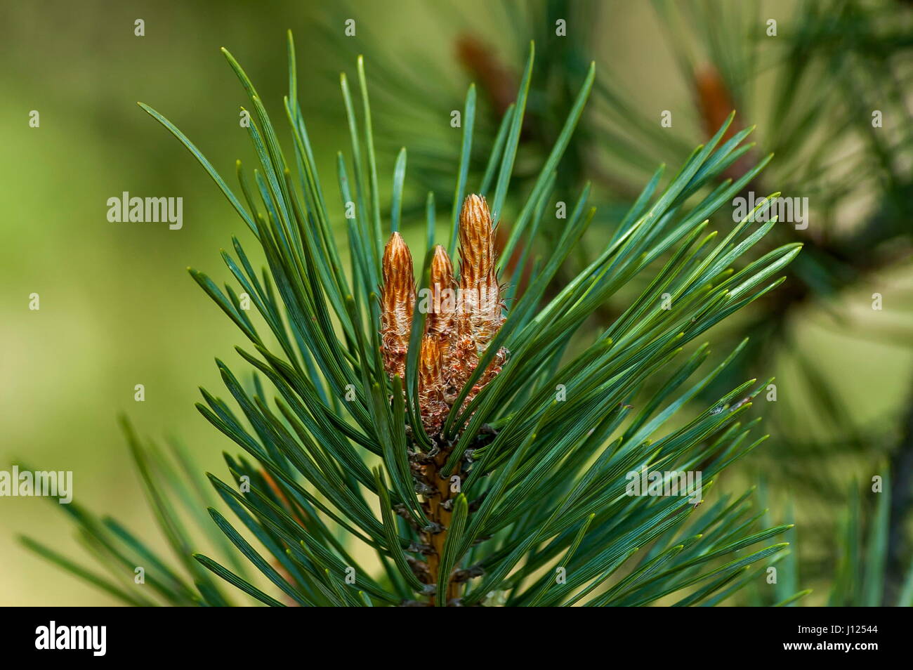 Pine or pinus tree branch with new tip in springtime, Plana mountain ...