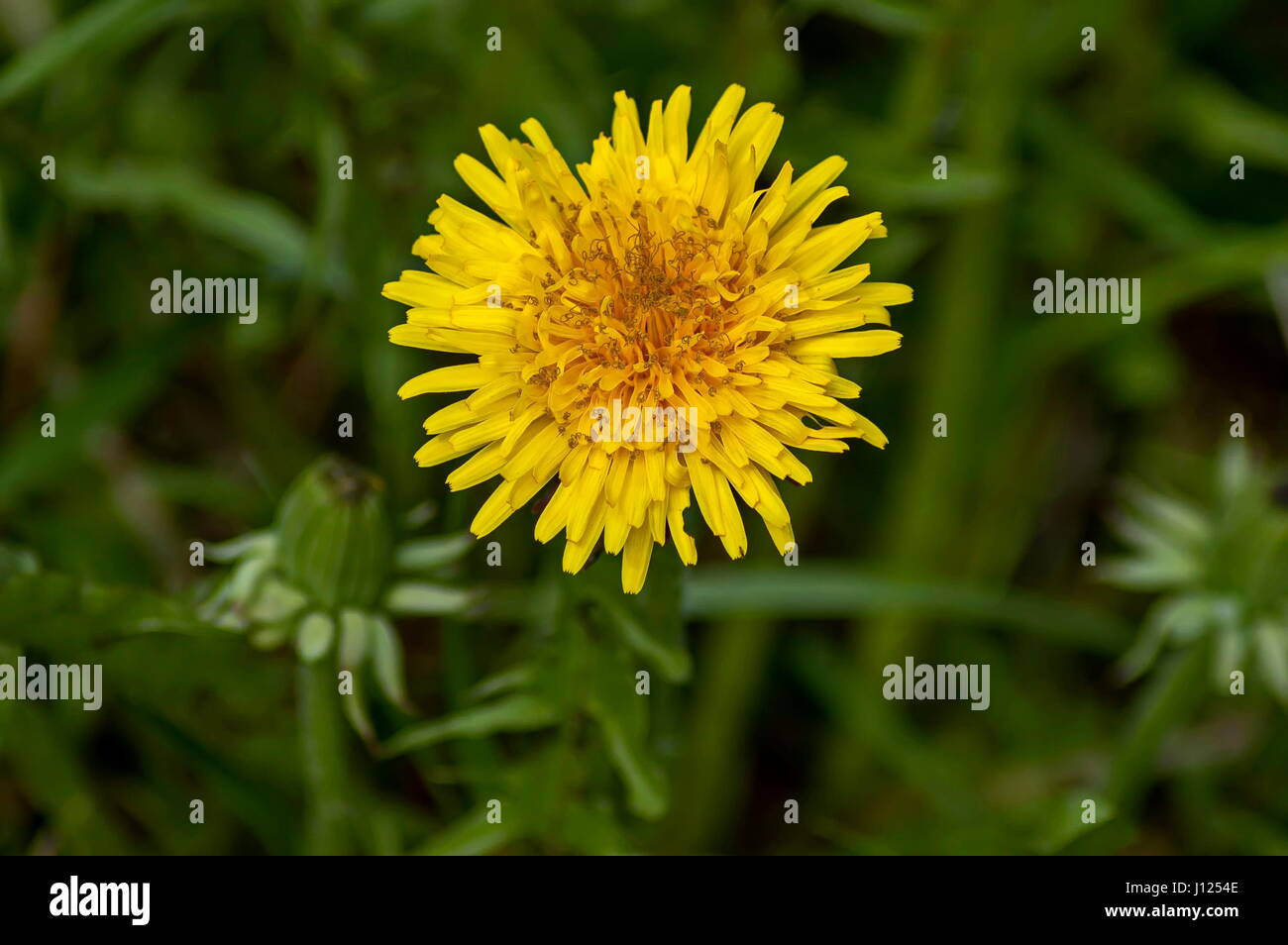 Closeup fresh springtime yellow dandelion flower with bloom, Sofia ...