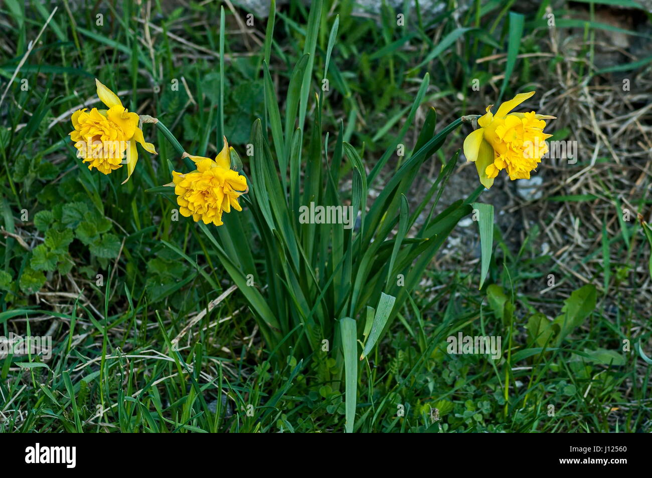 Bright yellow daffodils or narcissus in bloom at meadow, Sofia ...