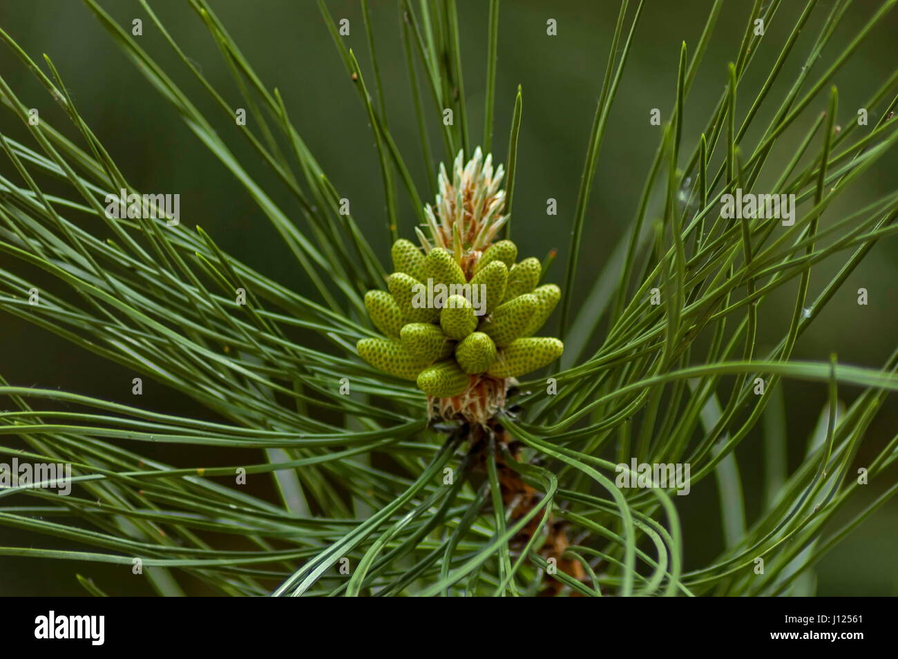 Pine or pinus tree branch with new tip in springtime, Plana mountain ...