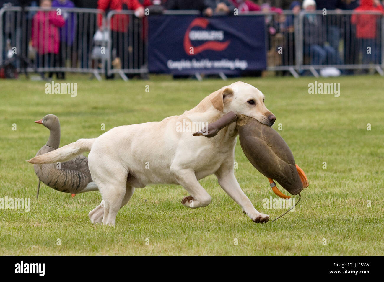 Labrador retriever, retrieving a rubber goose display Stock Photo - Alamy